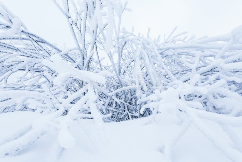 Bushes Bending Under Snow Layer. Winter Concept Stock Image - Image of ...