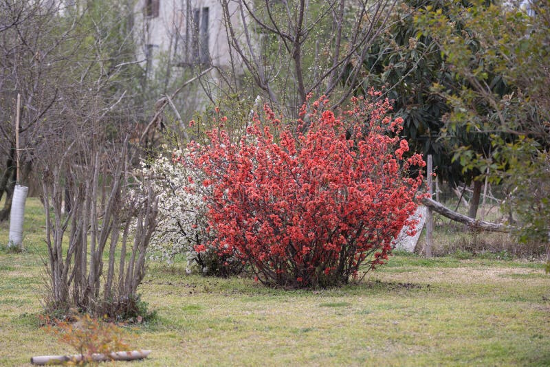 Bushes in Bloom in the Garden: Spring in Red and White Colors Stock ...