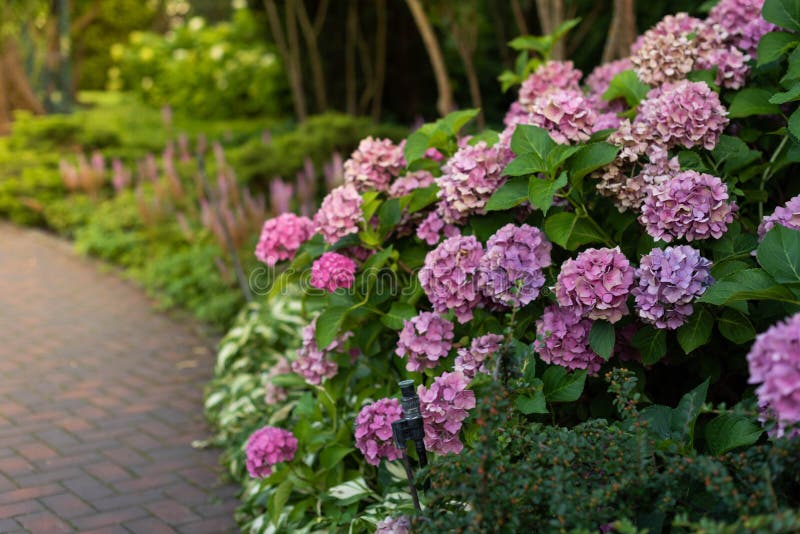Bushes of Blooming Pink Hydrangea Stock Image - Image of bloom, leaf ...