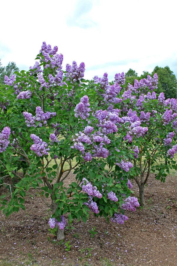 Lilacs in the spring stock image. Image of varieties - 174471415