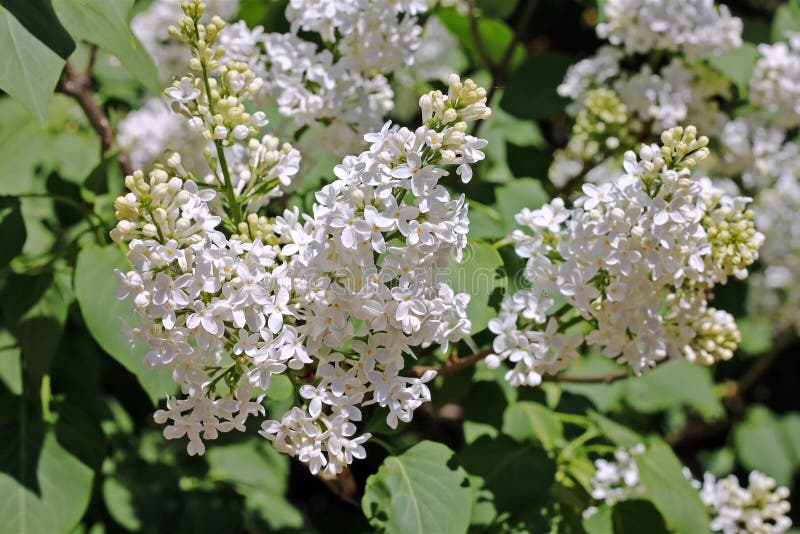 Lilacs Blossom in the Spring Stock Photo - Image of varieties ...
