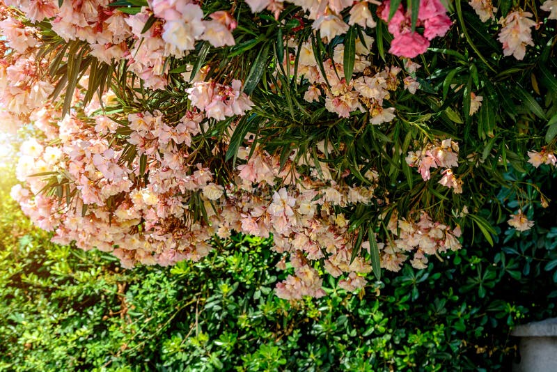 Bushes Blossoming Oleandra White Color Stock Image - Image of floral ...