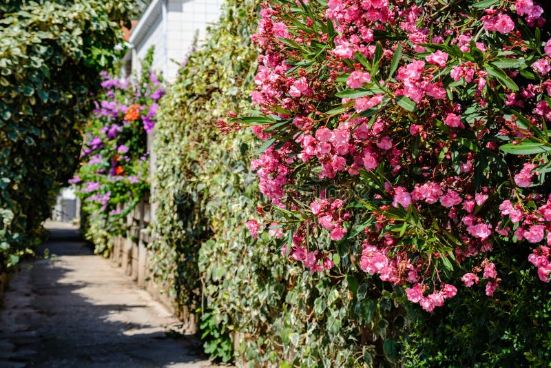 Bushes Blossoming Oleandra Pink Color Stock Photo - Image of decoration ...
