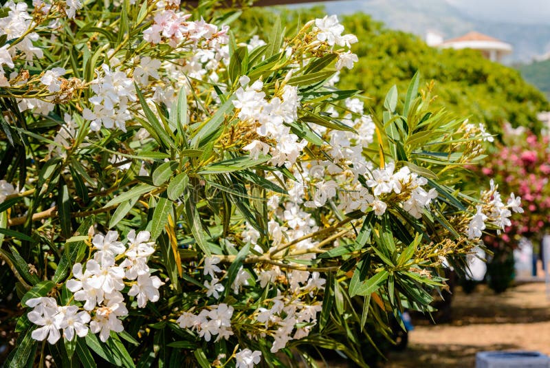 Bushes Blossoming Oleandra White Color Stock Image - Image of floral ...