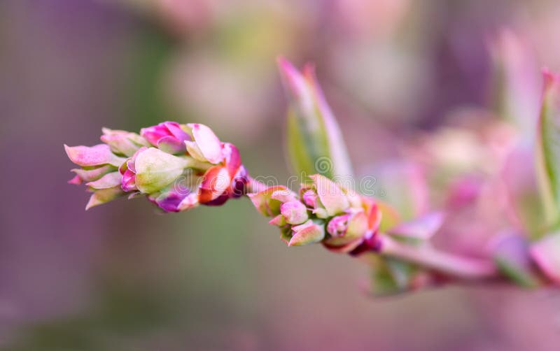 Bushes of Blueberries in Bloom in Spring, Stock Image - Image of ...