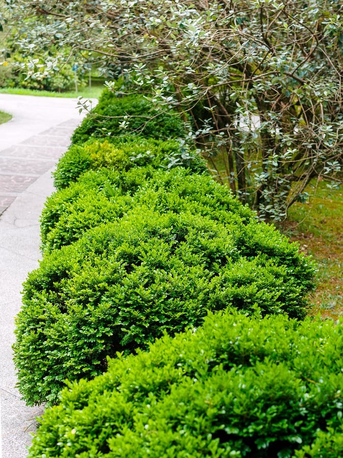 Bushes of Boxwood Evergreen and Feijoa Tree Stock Image - Image of ...