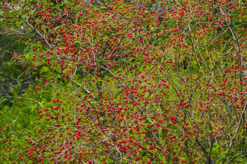 Bushes with Bright Red Berries Stock Photo - Image of berry, fall ...