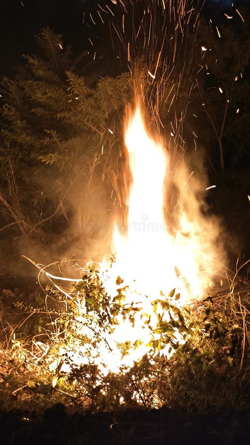 Bushes burned by fire stock photo. Image of burned, bushes - 382567264