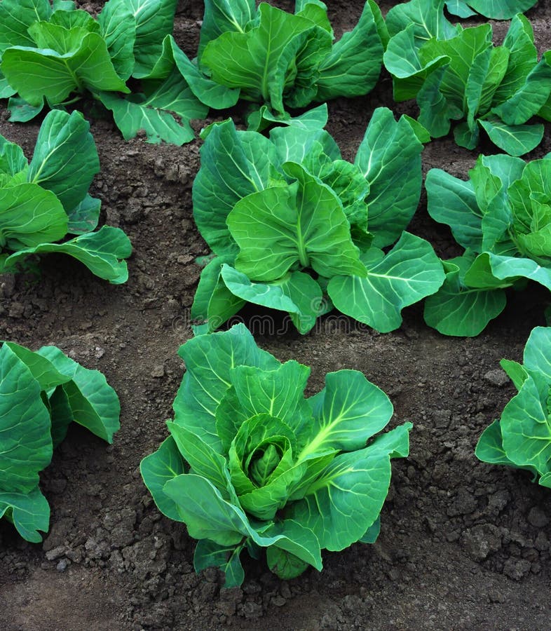 Bushes cabbage stock photo. Image of green, cabbage, horticulture ...