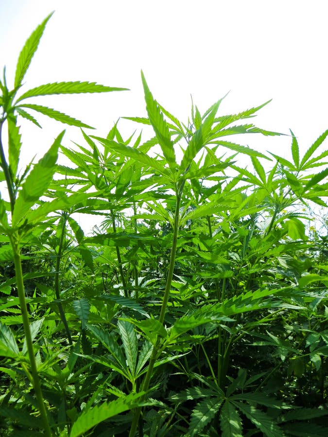 Bushes of cannabis plant stock image. Image of hemp, culture - 77866227