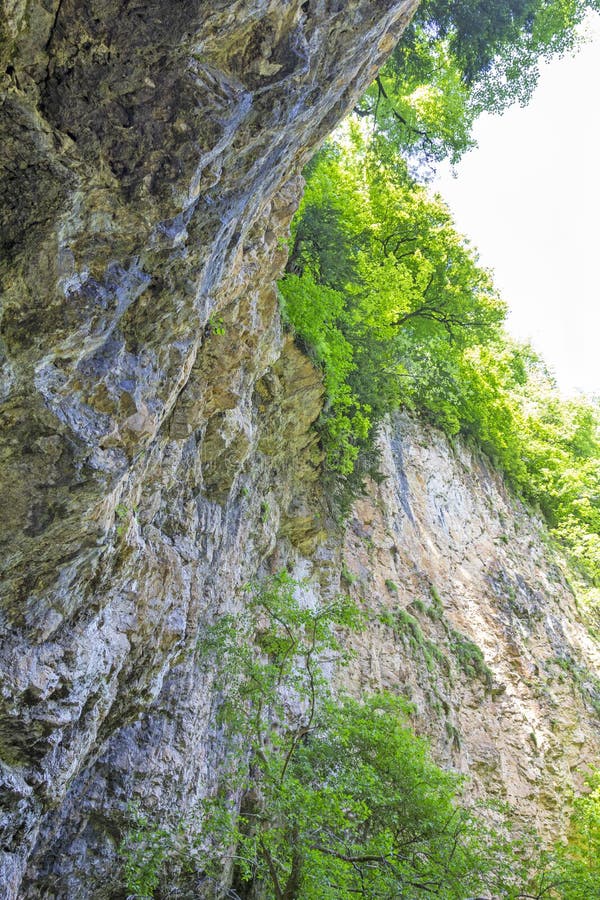 Bushes on cliffside stock image. Image of land, nature - 253459329