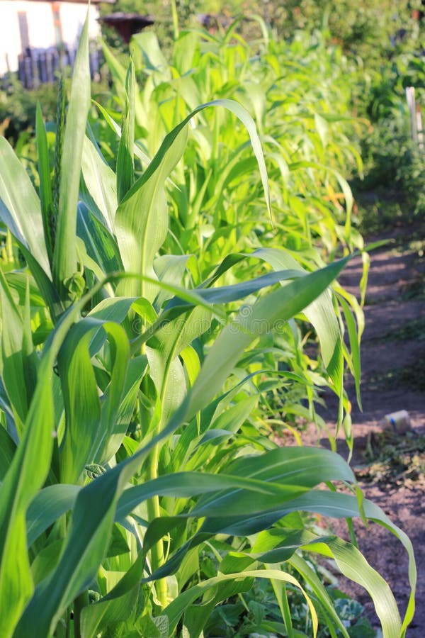 Bushes of corn in a row stock photo. Image of garden - 73907018