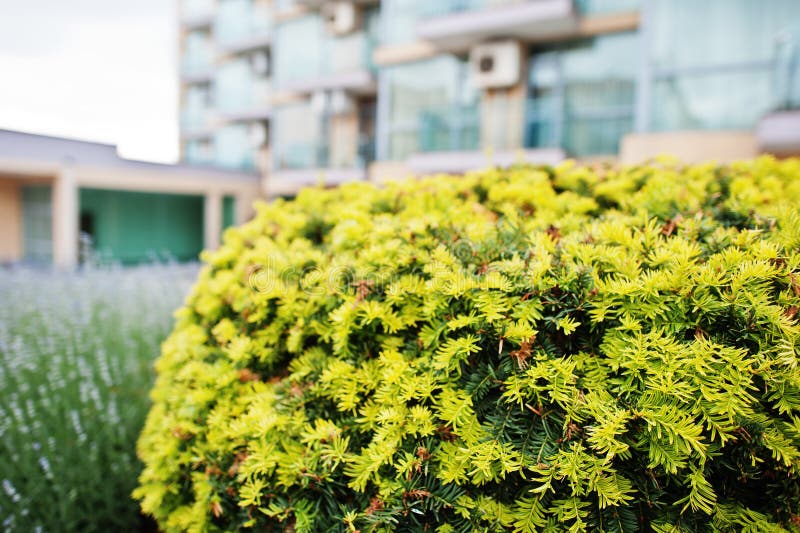 Bushes in the Courtyard. Greenery of House Stock Image - Image of ...
