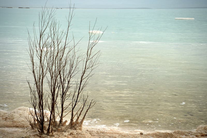 Bushes covered with salt stock photo. Image of background - 82384724