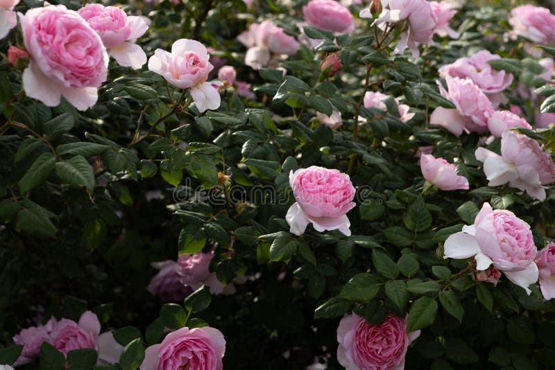 Bushes of Damask Pink Fragrant Roses Flowers Stock Photo - Image of ...
