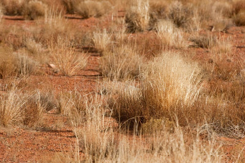 Bushes in desert landscape stock photo. Image of wilderness - 8843020