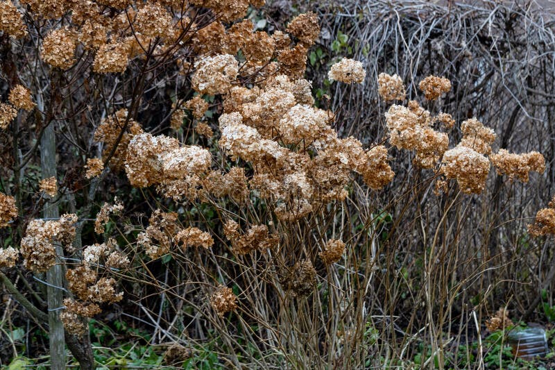 Bushes of Dry Tree and Paniculate Hydrangea in Winter, Close-up of Dry ...