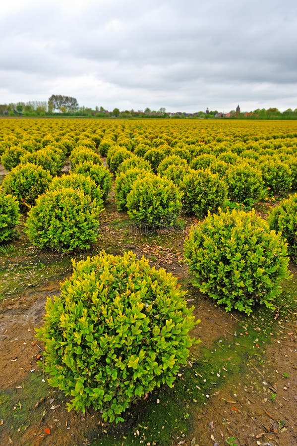 Bushes stock image. Image of mist, farmhouse, dutch, countryside - 31056921