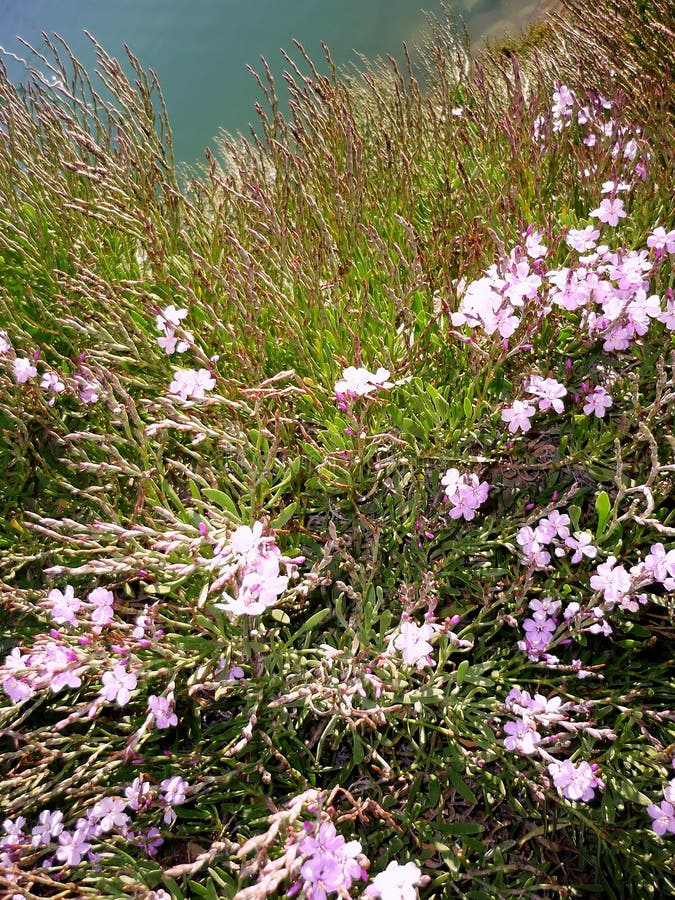 Bushes with Flowers in Spring Stock Photo - Image of factory, flora ...