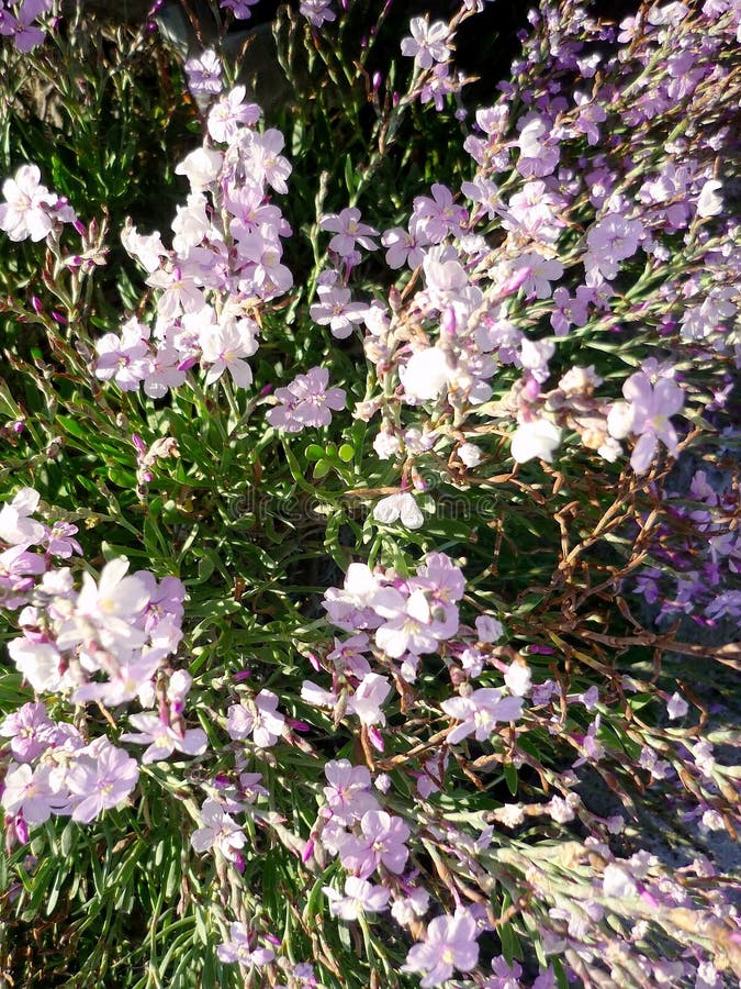 Bushes with Flowers in Spring Stock Image - Image of park, flora: 117963581