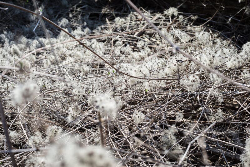 Fluffy Bush Landscape in a Sun Day in Spring Stock Photo - Image of ...