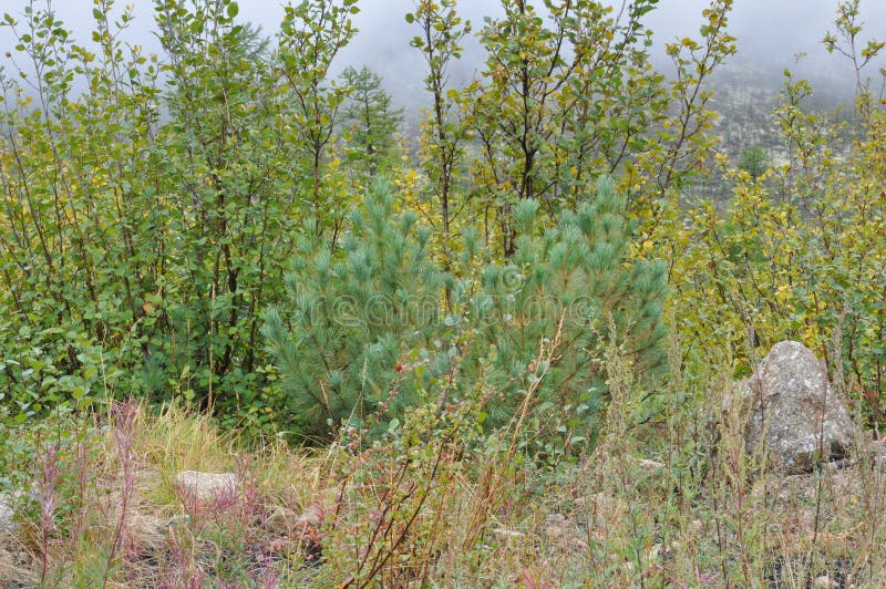 Bushes in the forest stock image. Image of leaves, summer - 72532545
