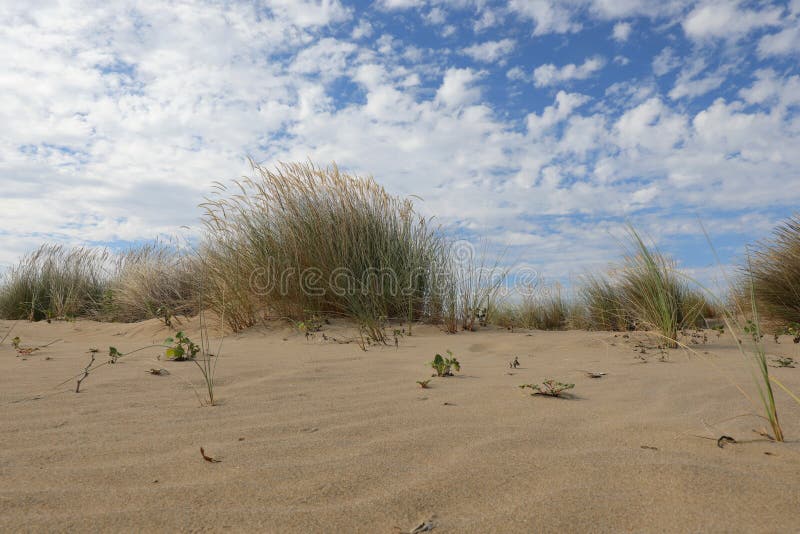 Bushes of Grass Growing on the Sandy Desert Ground Despite the Dryness ...