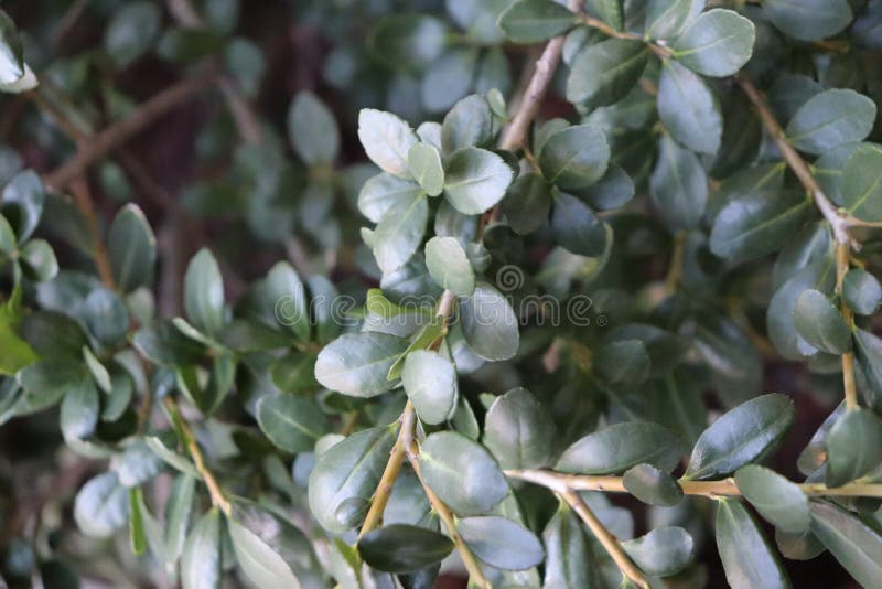 Bushes stock photo. Image of branch, grass, tree, bushes - 146258982