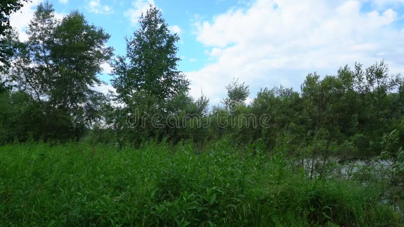 Bushes, Grass and Trees Sway Stock Video - Video of green, nature ...