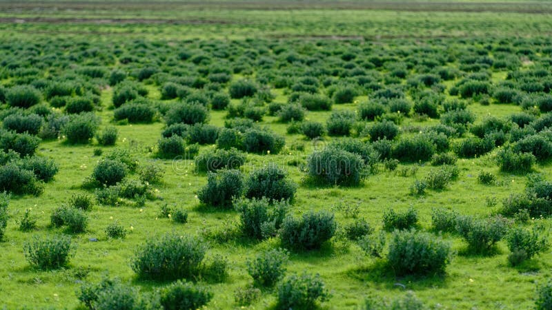 Bushes on grassland stock image. Image of wild, summer - 179425655