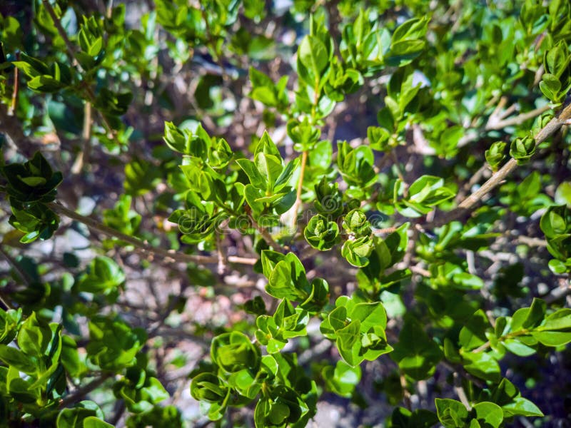 Bushes with Green Fresh Leaves in Spring Stock Image - Image of love ...