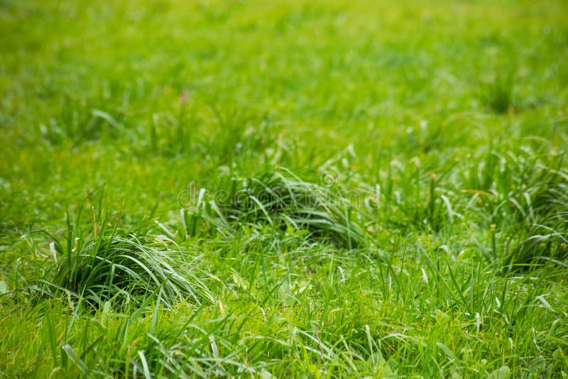 Bushes of Green Grass in the Field Stock Photo - Image of grass, field ...
