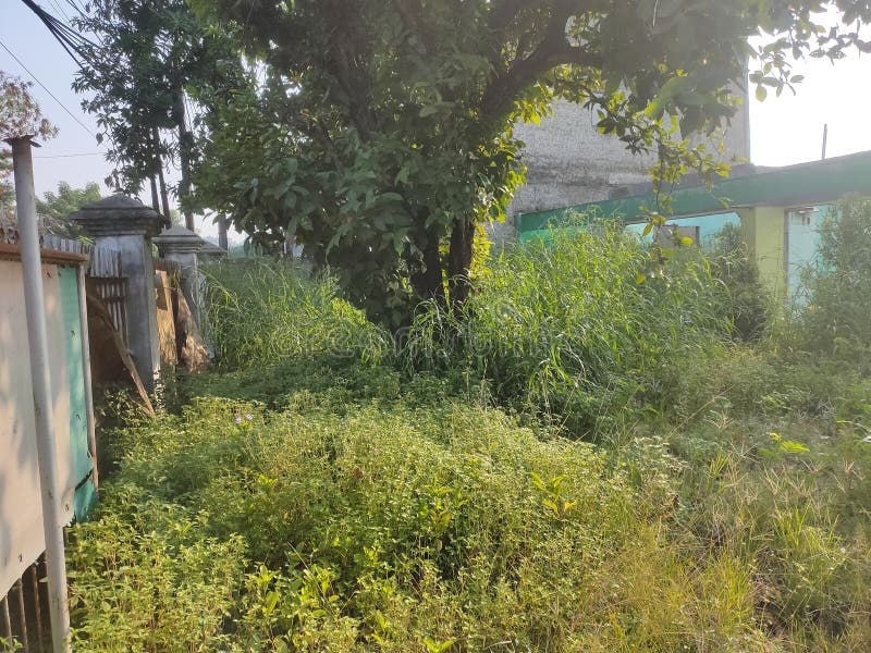 Bushes Growing in Front of Old Buildings Stock Photo - Image of tree ...