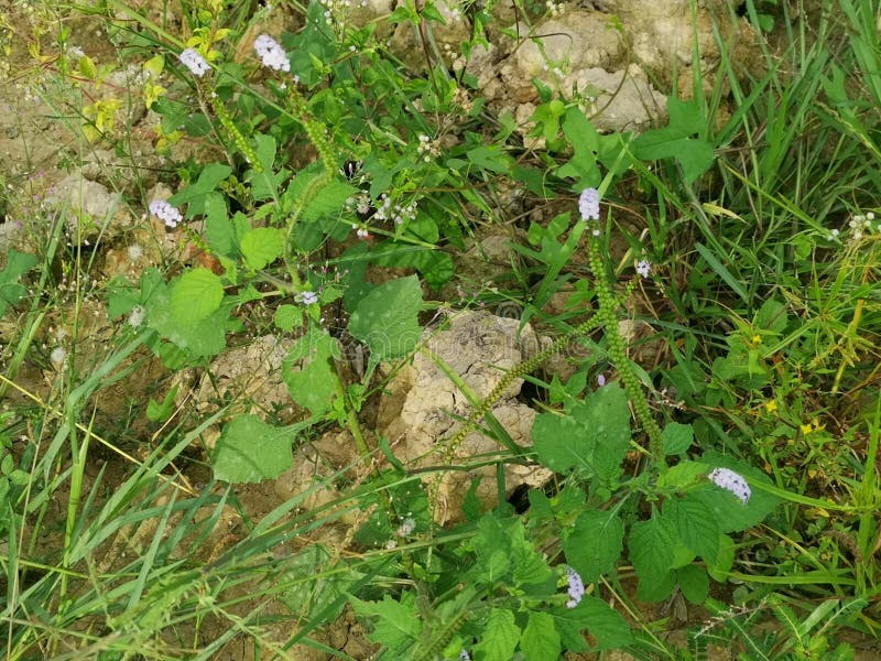 Bushes of Heliotropium Indicum Weed Plant. Stock Photo - Image of ...