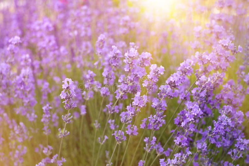 Bushes of Lavender Flowers. Stock Photo - Image of aromatherapy ...