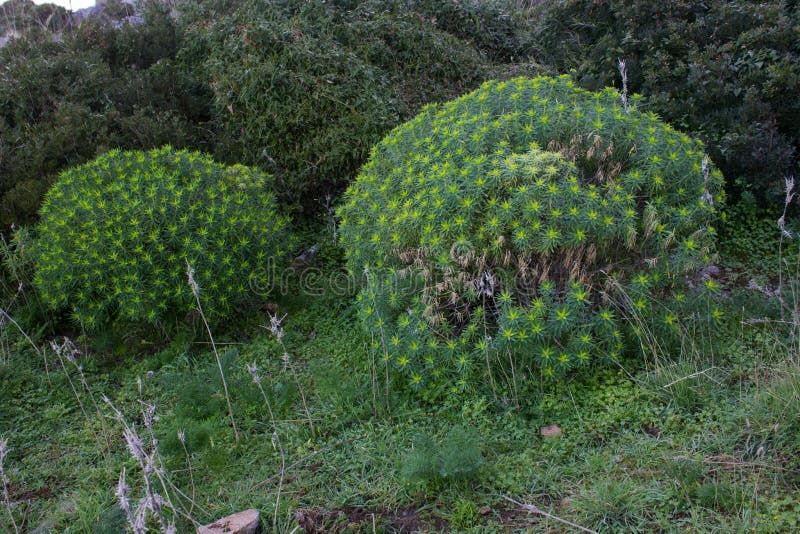 Bushes of the Mediterranean Scrub Stock Photo - Image of branches ...