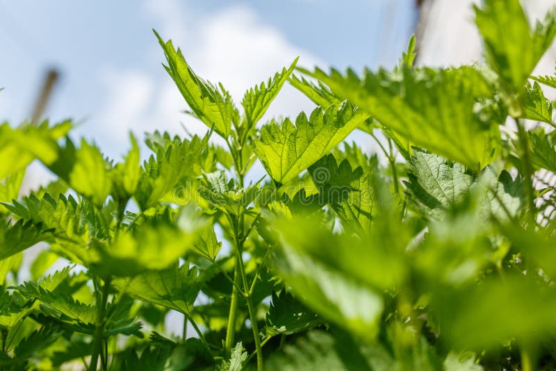 Bushes of Mint in the Garden, Fragrant Plants Stock Photo - Image of ...