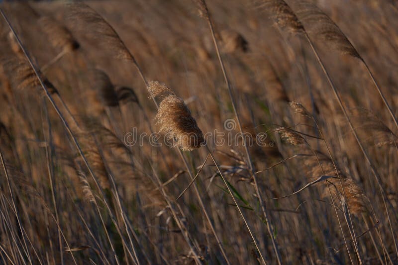 Bushes moving in the wind stock image. Image of gold - 300873789