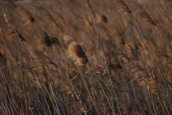 Bushes moving in the wind stock image. Image of gold - 300873789