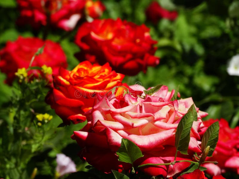 Bushes of Multi-colored Roses Stock Photo - Image of rose, bloom: 125544076