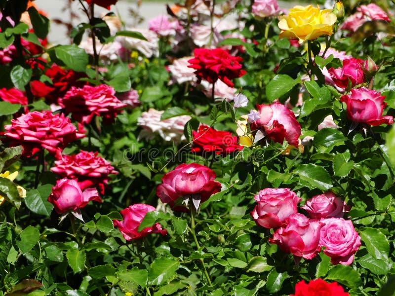 Bushes of Multi-colored Roses Stock Image - Image of green, colorful ...