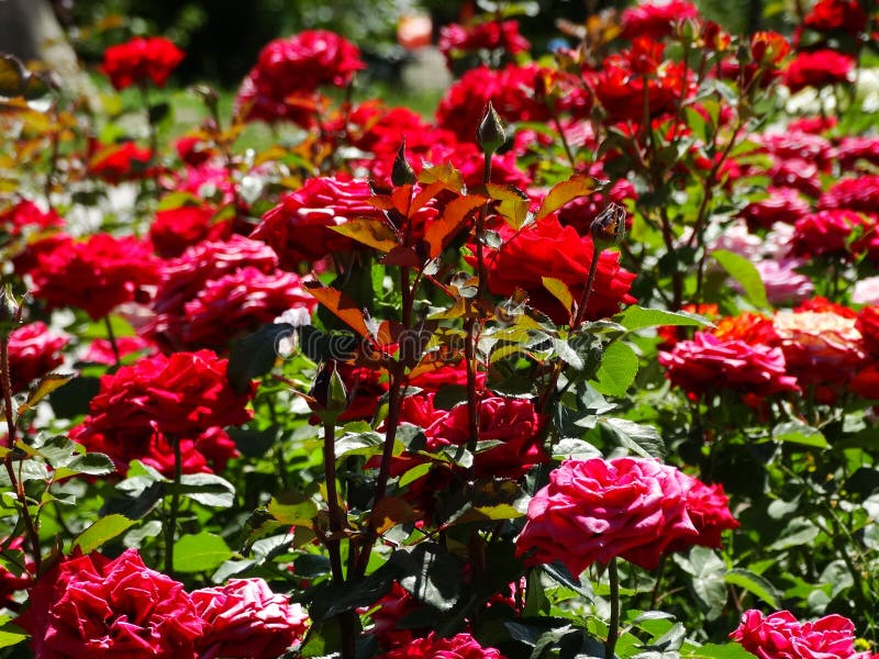 Bushes of Multi-colored Roses Stock Photo - Image of leaf, thickets ...