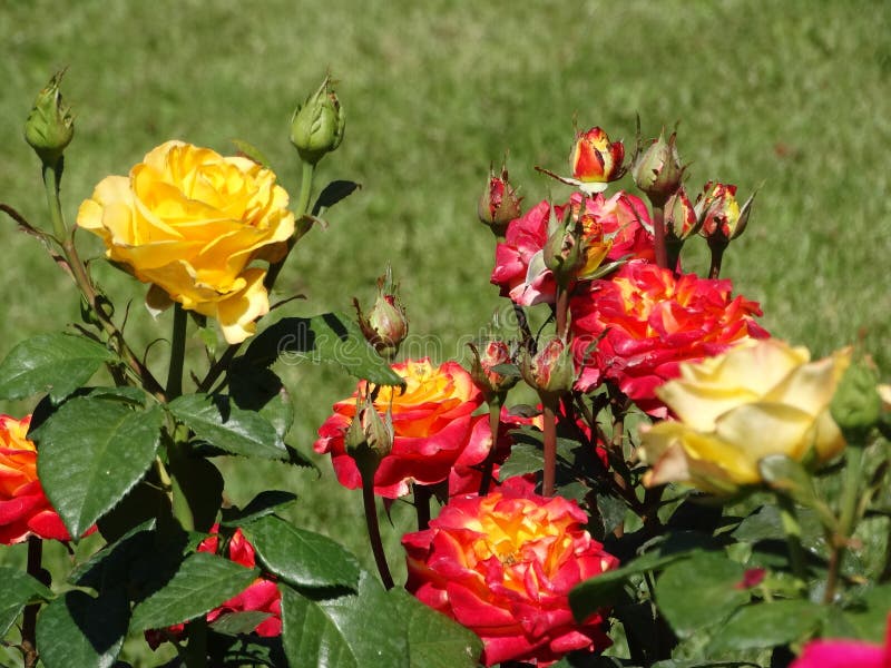 Bushes of Multi-colored Roses Stock Photo - Image of color, rose: 125544268