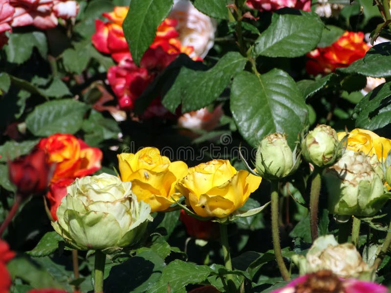 Bushes of Multi-colored Roses Stock Photo - Image of colorful ...