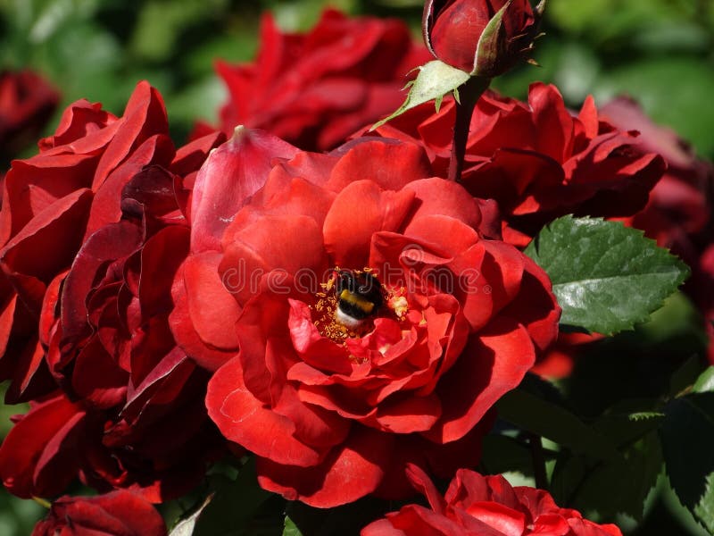 Bushes of Multi-colored Roses Stock Image - Image of blossom, roses ...