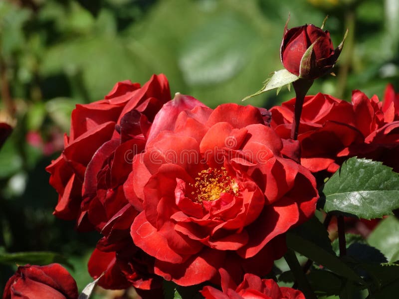 Bushes of Multi-colored Roses Stock Photo - Image of flower, summer ...