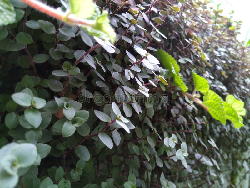 Bushes on my wall stock photo. Image of wall, looks - 262782004