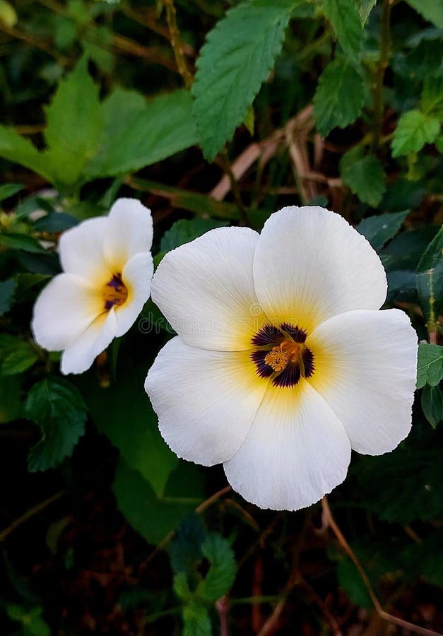 Bushes with a Nice Little White Flower Stock Image - Image of petal ...