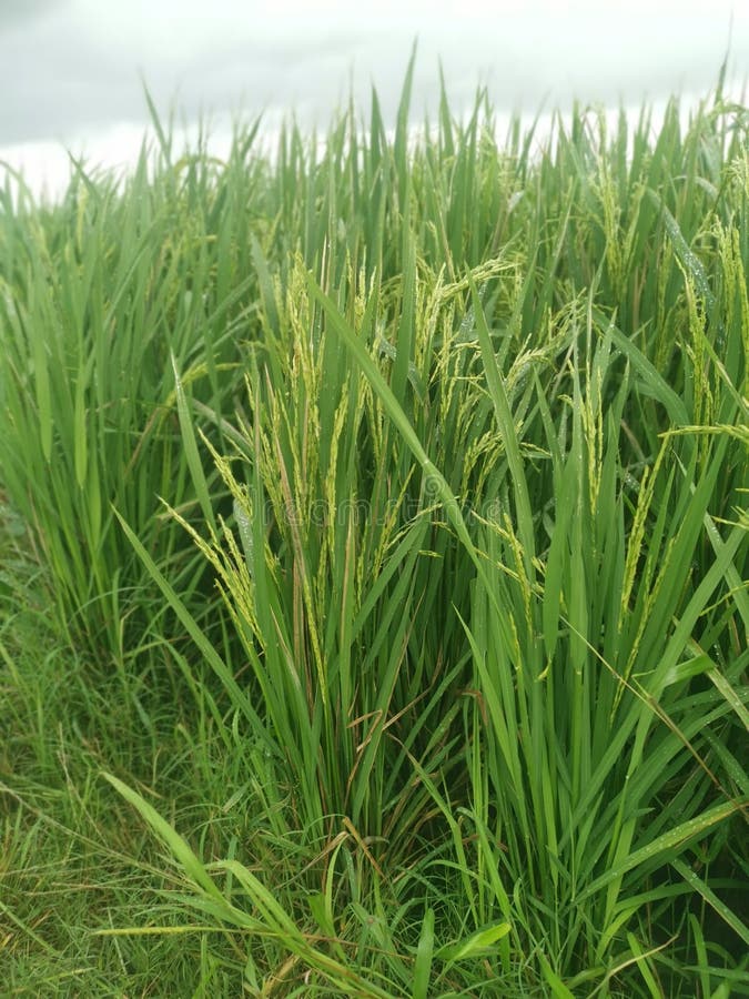 Bushes of the Paddy Rice Grass Growing Healthy. Stock Image - Image of ...