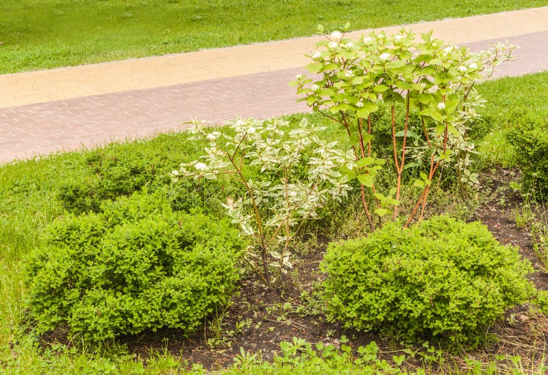Bushes in the park stock photo. Image of cornaceae, blooming - 268920312